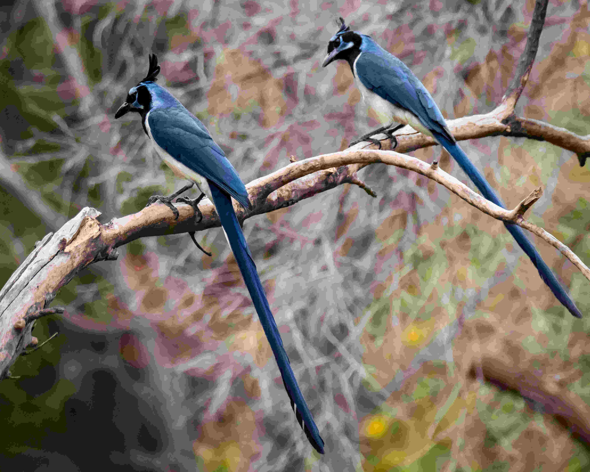 Black-throated Magpie-Jay | Mexican Birds.org