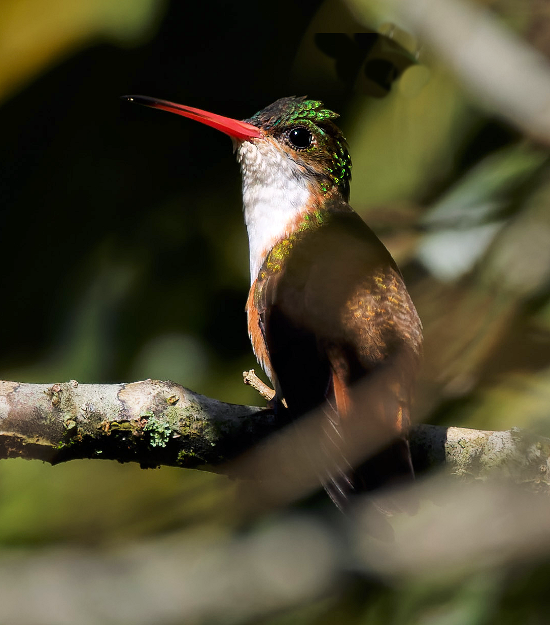 Green-fronted Hummingbird | Mexican Birds.org