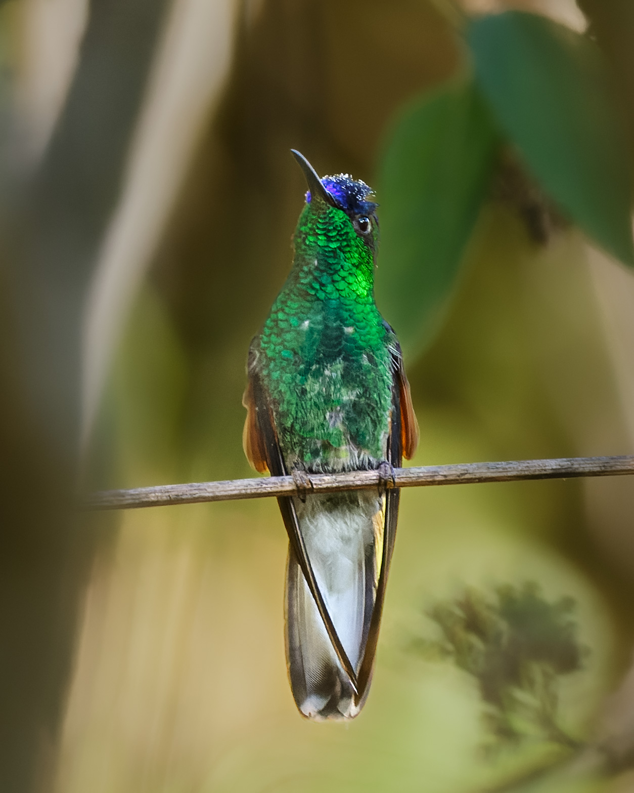 Blue-capped Hummingbird | Mexican Birds.org