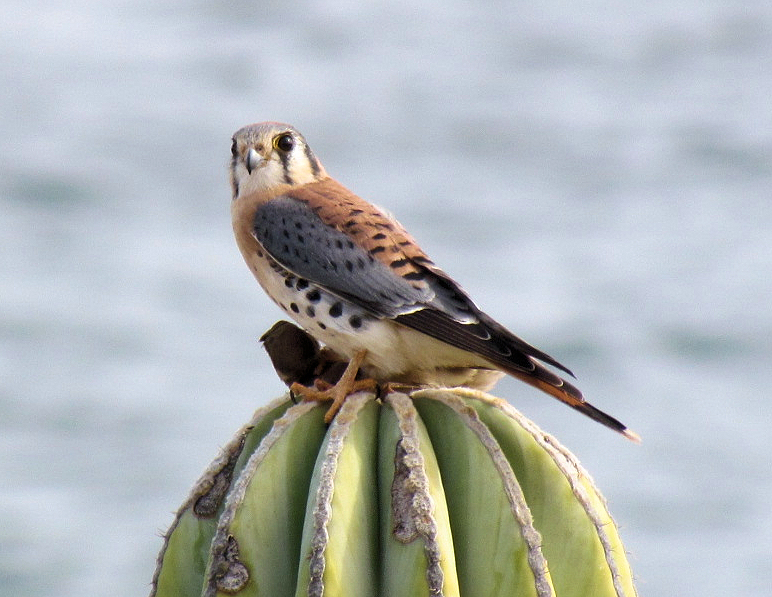 American Kestrel | Mexican Birds.org