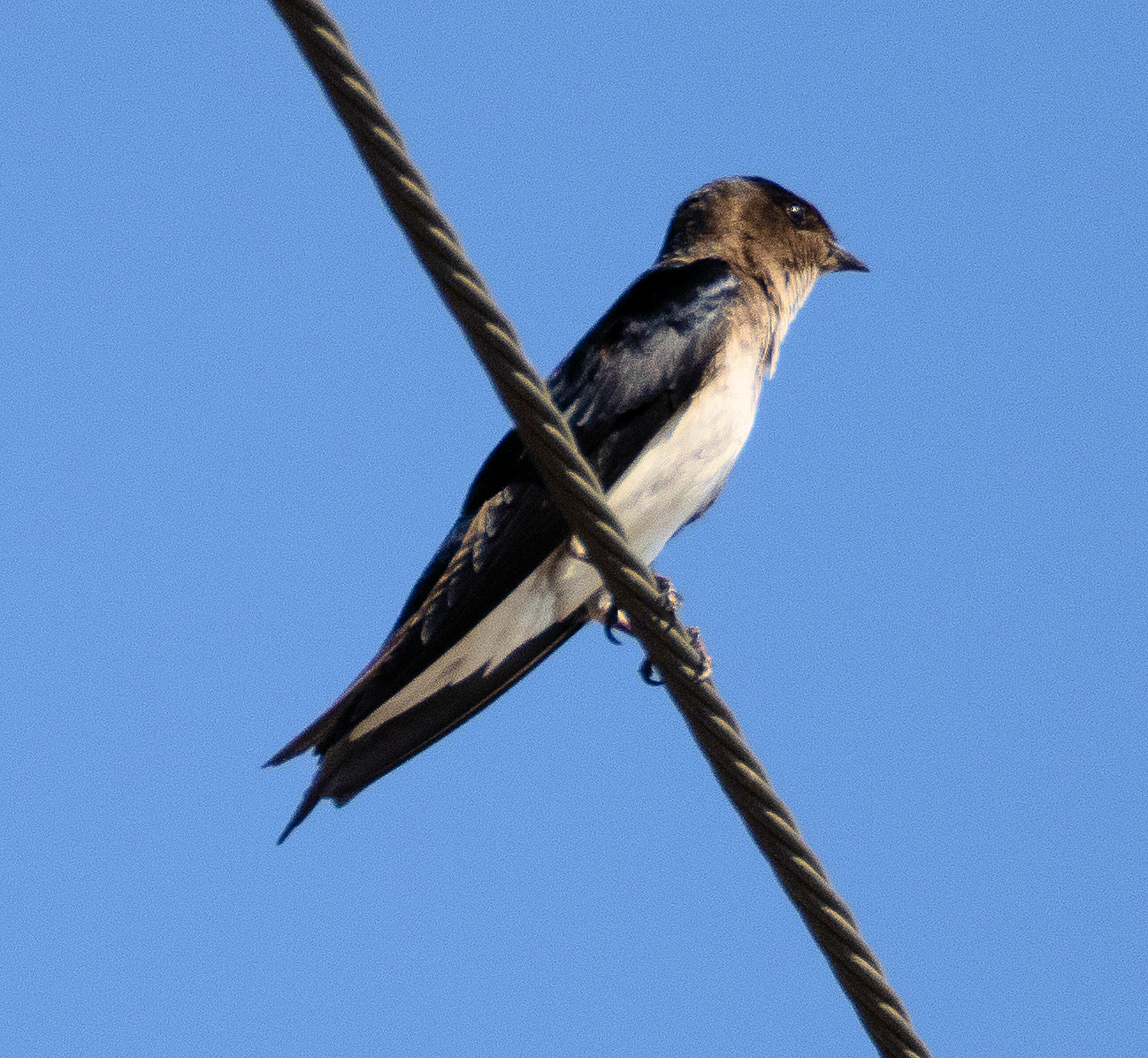 Northern Rough-winged Swallow | Mexican Birds.org