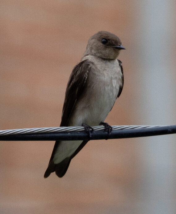 Northern Rough-winged Swallow | Mexican Birds.org