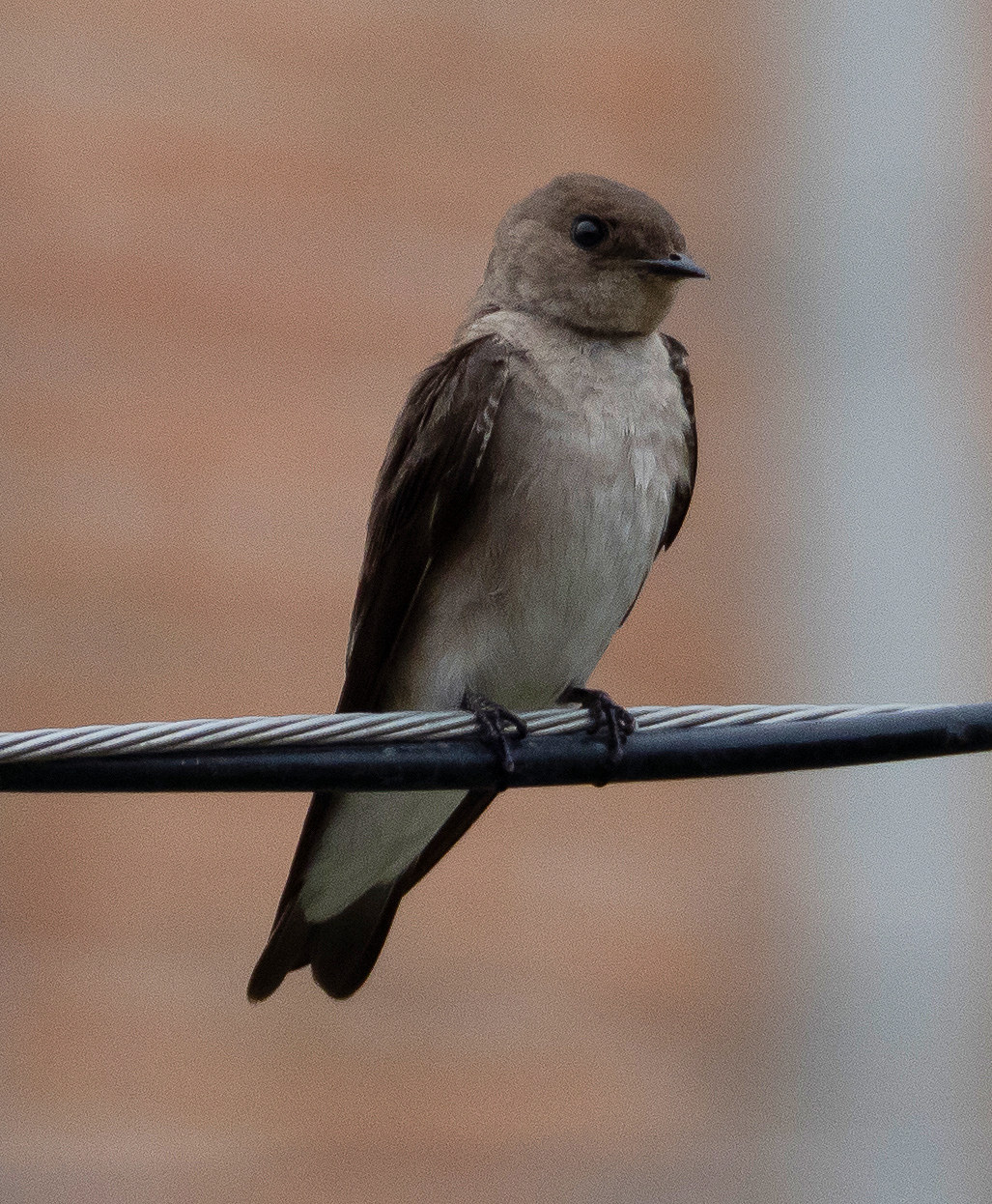 Northern Rough-winged Swallow | Mexican Birds.org