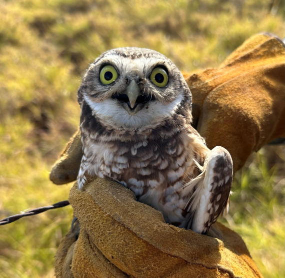 Northern Pygmy-Owl | Mexican Birds.org