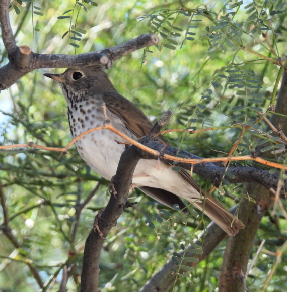 Hermit Thrush | Mexican Birds.org