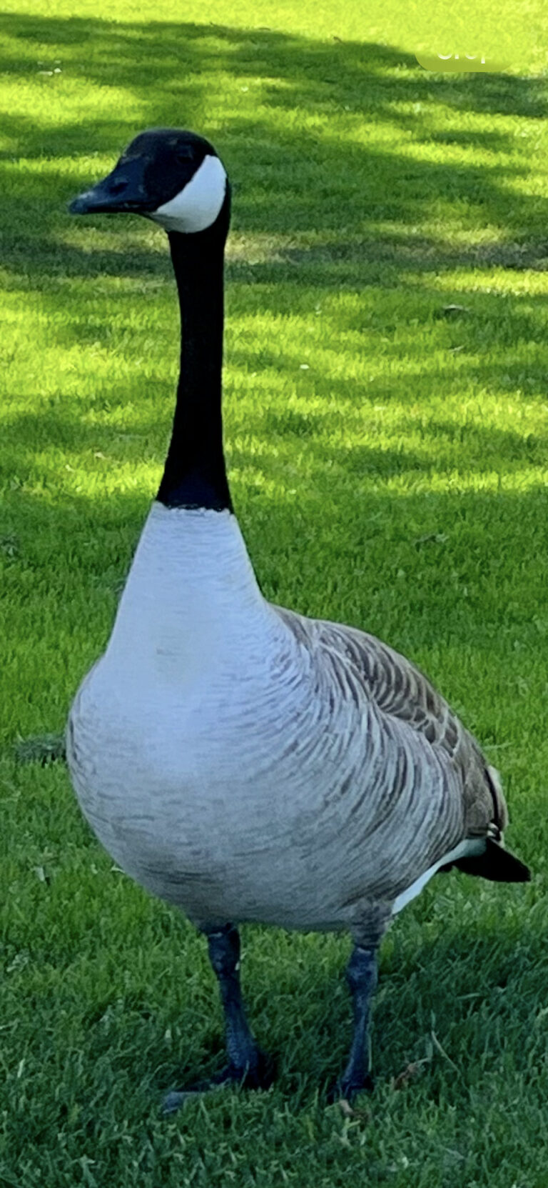 Canada Goose | Mexican Birds.org
