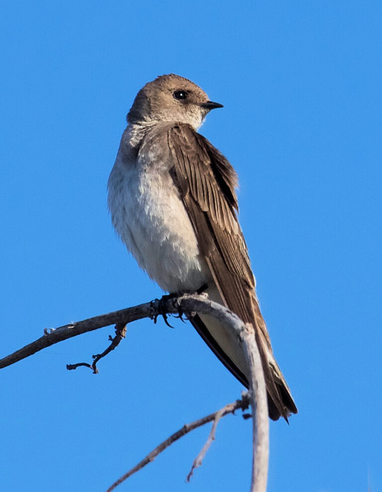 Northern Rough-winged Swallow | Mexican Birds.org